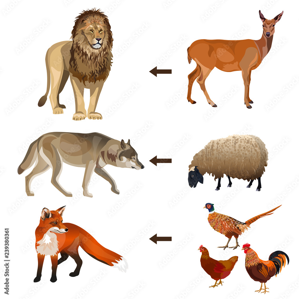 Food chain animals Stock Vector | Adobe Stock