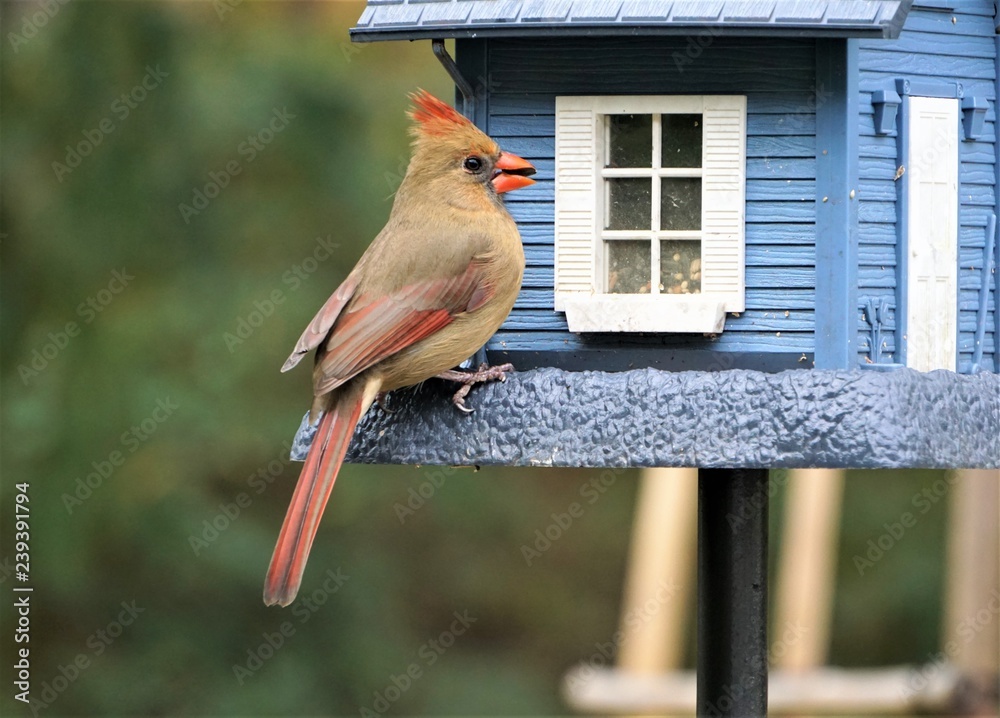 A female cardinal bird is perching on the blue bird feeder enjoy eating ...