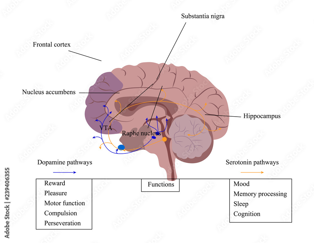 Neuroscience vector illustration. Model of the brain reward system ...