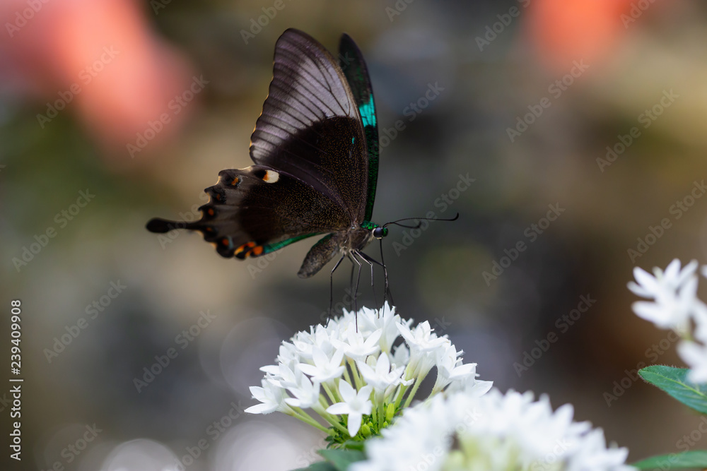 Beautiful macro picture of a butterfly, Papilio palinurus, also known ...