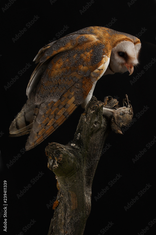 Lechuza Stock Photo | Adobe Stock