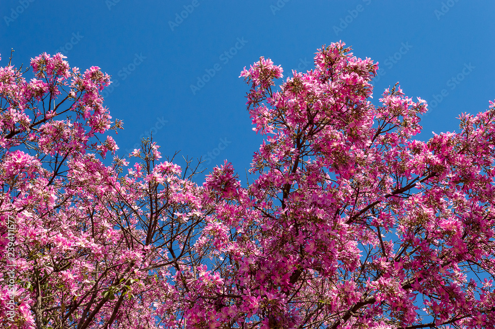Barriguda or Paineira tree, present in the Brazilian Cerrado with its ...