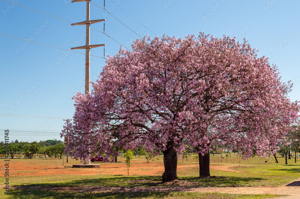 Barriguda or Paineira tree, present in the Brazilian Cerrado with its ...