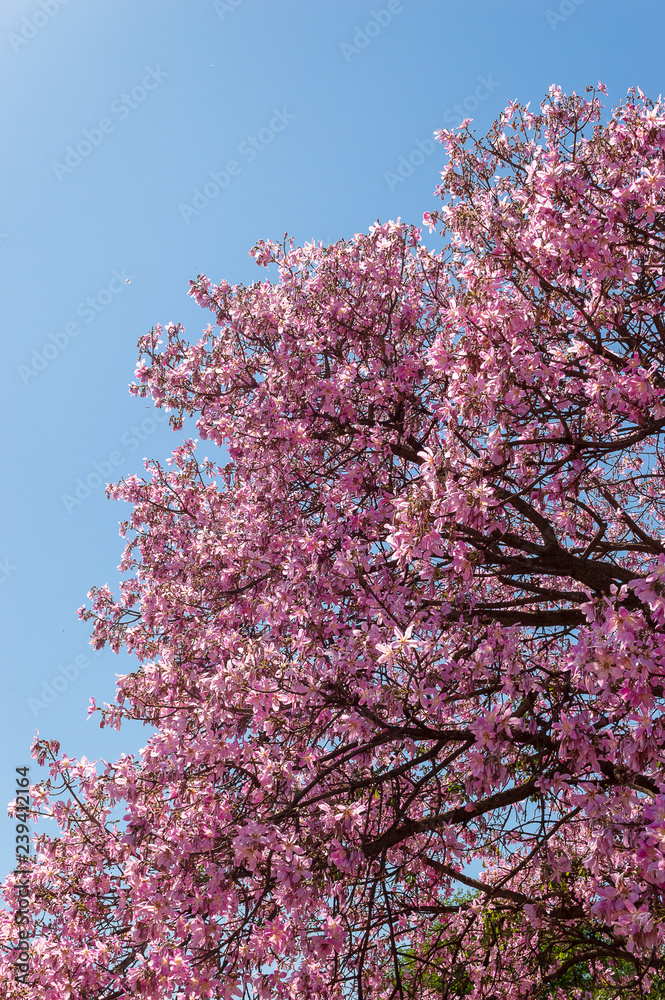 Barriguda or Paineira tree, present in the Brazilian Cerrado with its ...