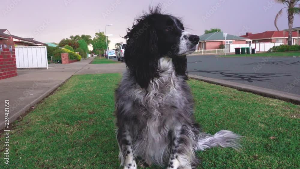 An English Springer Spaniel dog sitting on the grass on the street in a ...