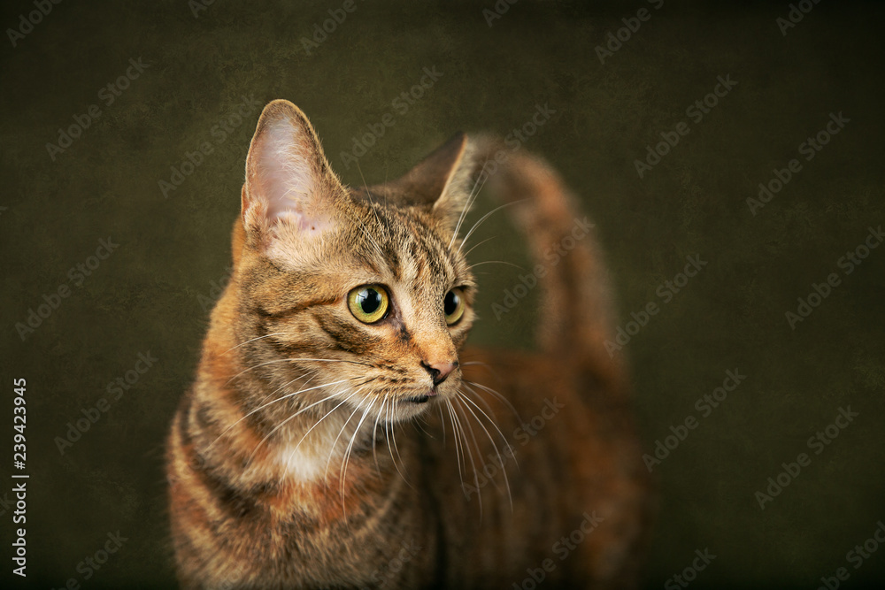 Female Abyssinian Cat Kitten on an Olive Green Background with Big Eyes ...