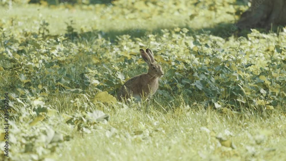 Vidéo Stock Static shot, of a single hare, sitting in tall grass, and ...