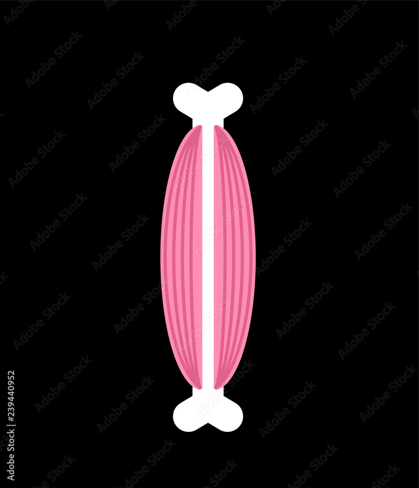 Bone with muscles. Human anatomy illustration. Vector illustration ...