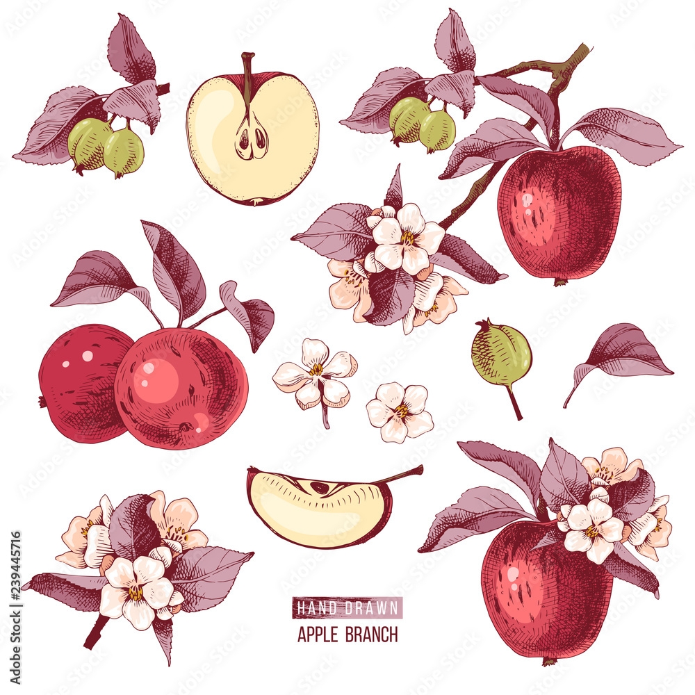 Apple fruit vector set. Hand drawn colorful illustration Stock Vector ...