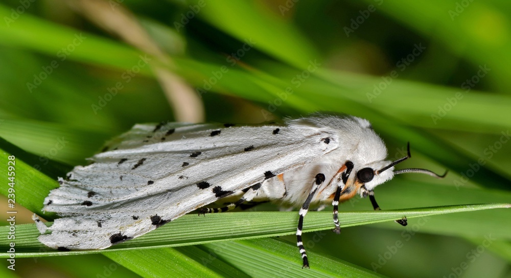 White Ermine Moth