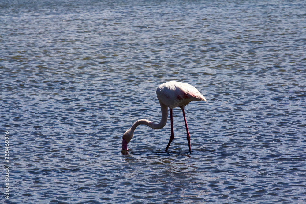 Quartu S.E.: flora e fauna delle saline all'interno del Parco Regionale ...