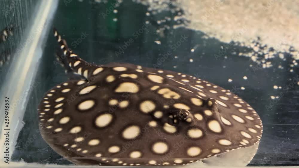 Little stingray Potamotrygon Leopoldi named Black Diamond with big ...