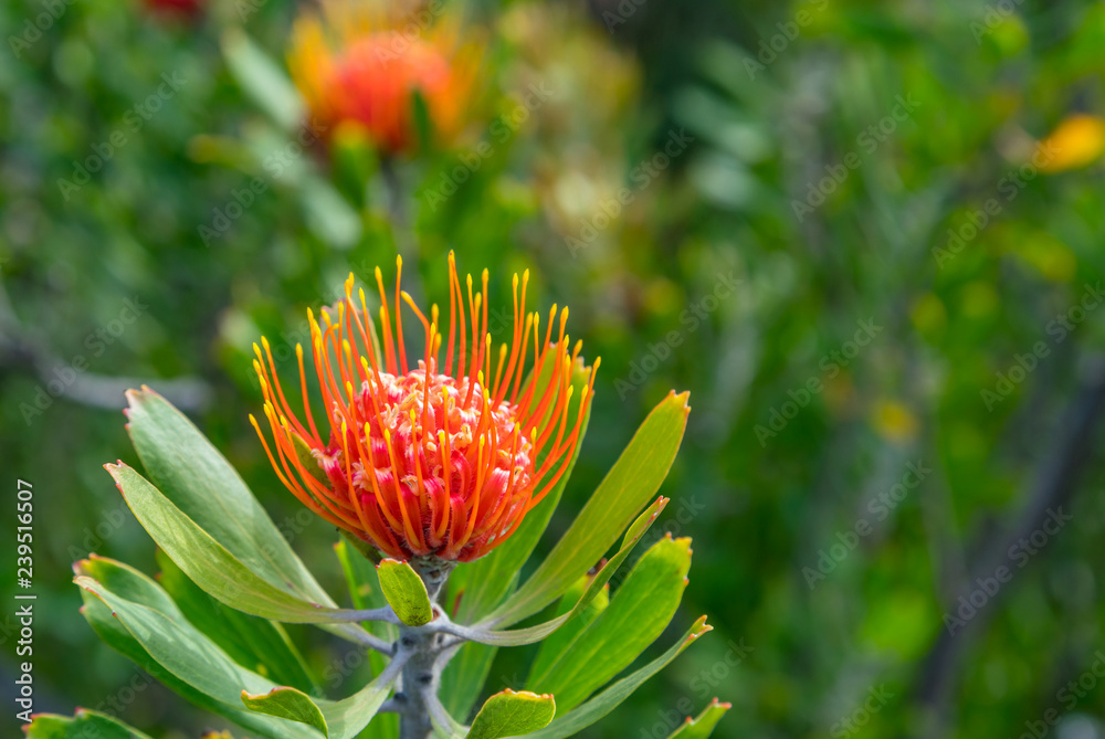 National Botanical garden in Pretoria, South Africa. Plants from all ...