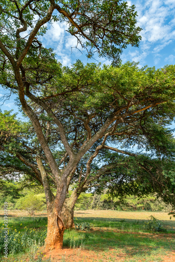 National Botanical garden in Pretoria, South Africa. Plants from all ...
