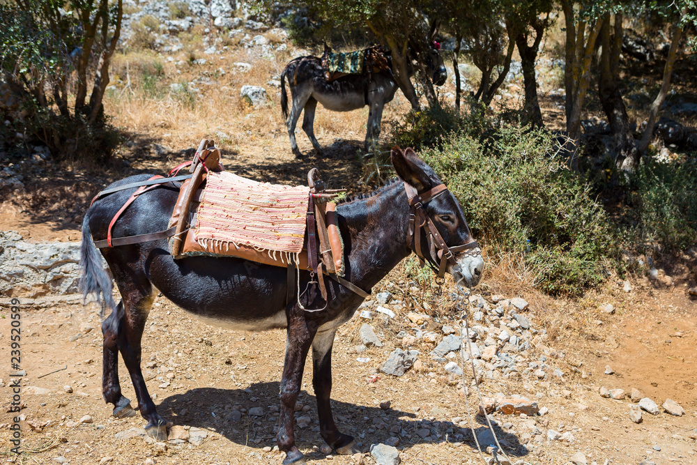 Donkeys as transportation in the mountains near the Psychro Cave in ...
