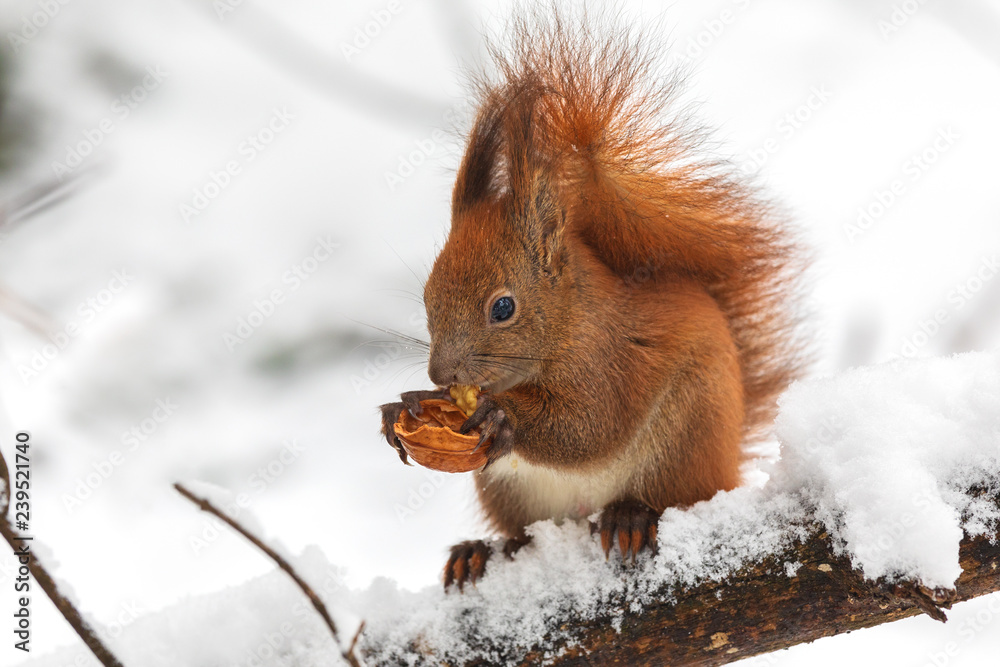 Red Squirrels In Snow