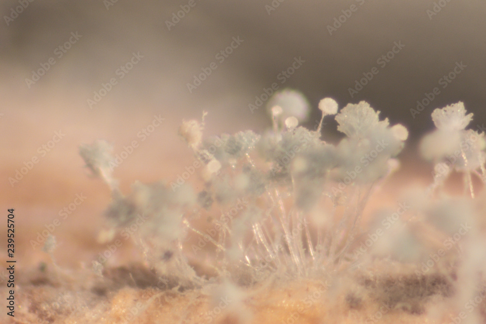 Rhizopus (bread mold) is a genus of common saprophytic fungi,Rhizopus ...