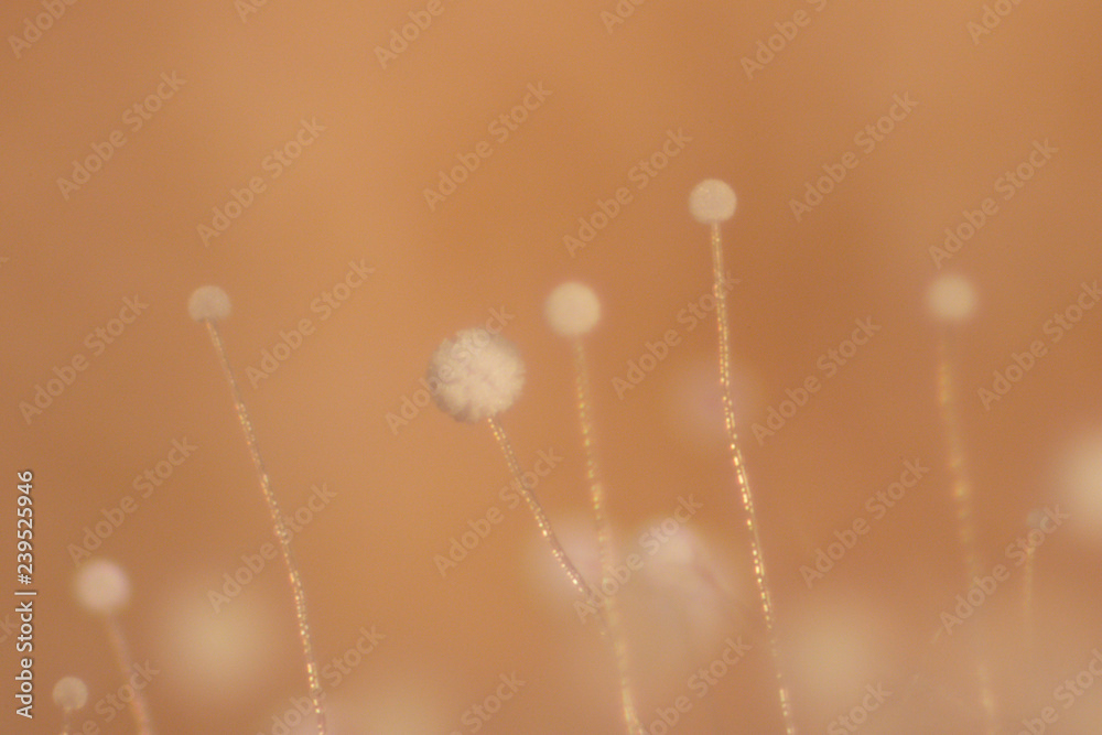 Rhizopus (bread mold) is a genus of common saprophytic fungi,Rhizopus ...