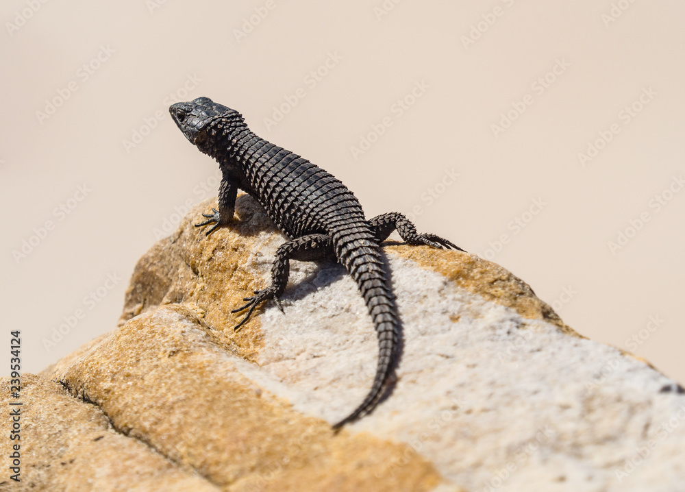 Black Girdled Lizard