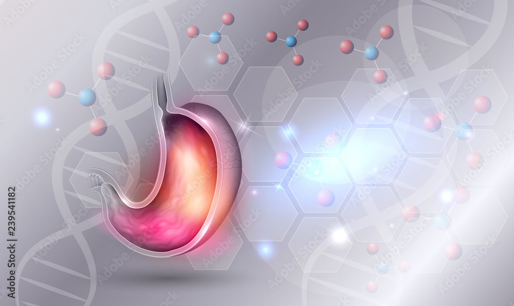 Photo & Art Print Human Stomach anatomy cross section, molecules and ...