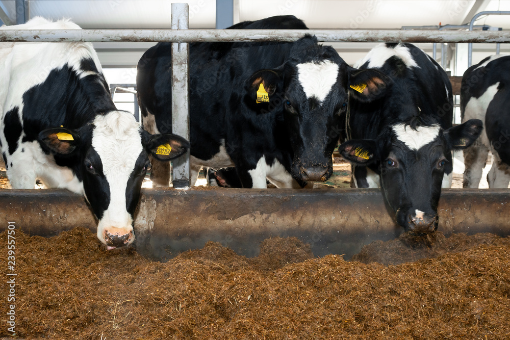 Black and white cows eating hay in cowshed on dairy farm. Agriculture ...