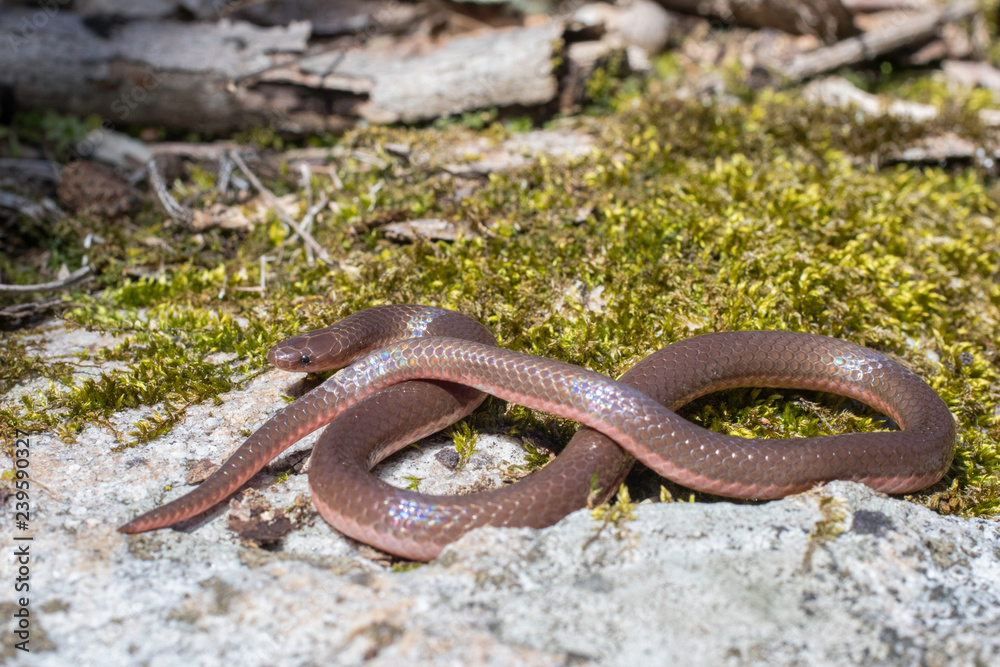 Eastern Worm Snake