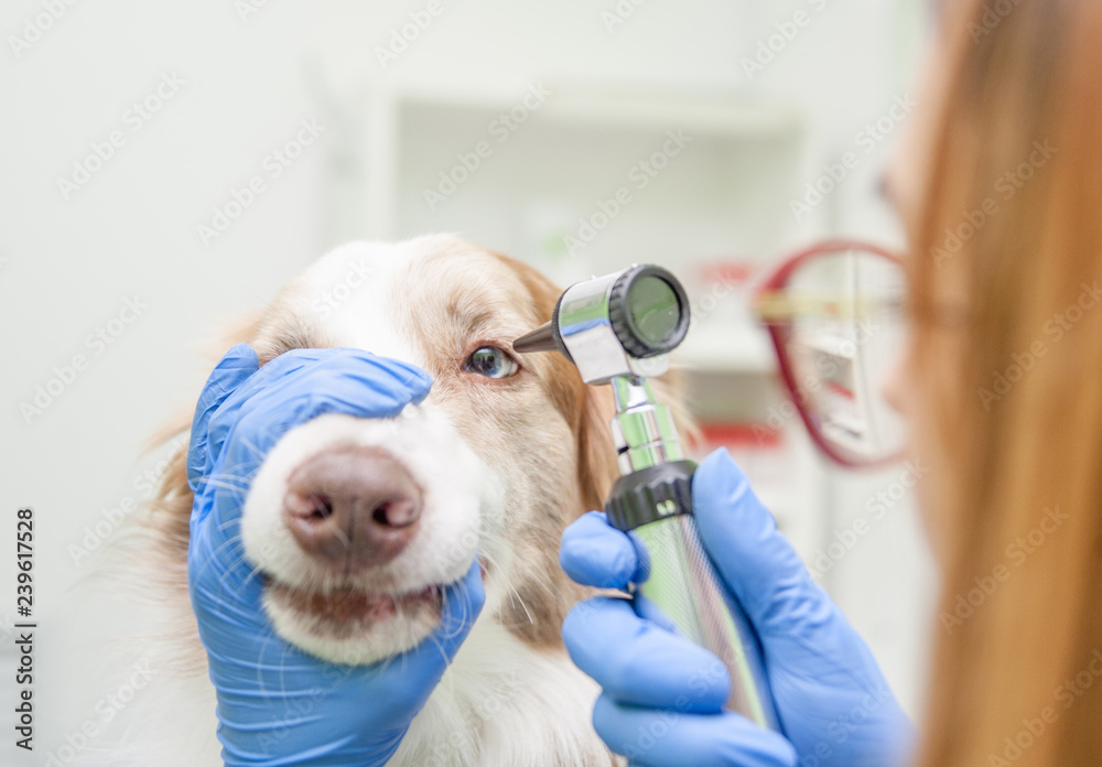 Close up veterinary doctor examining dog eye with an otoscope Stock ...