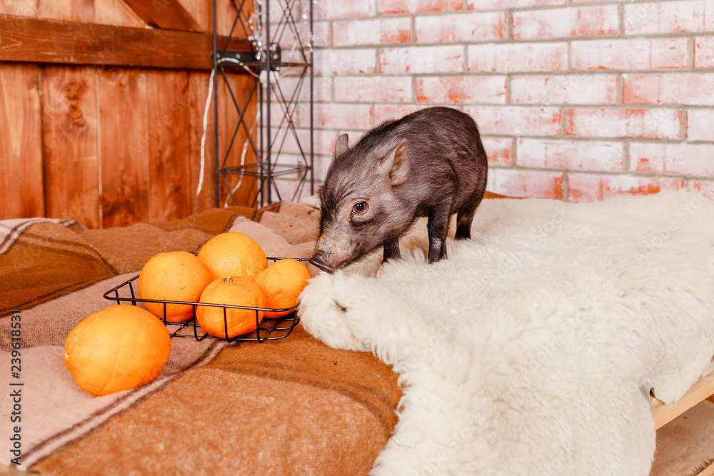 Cute black small-eared pig on brick background.Decorative pig, mini ...