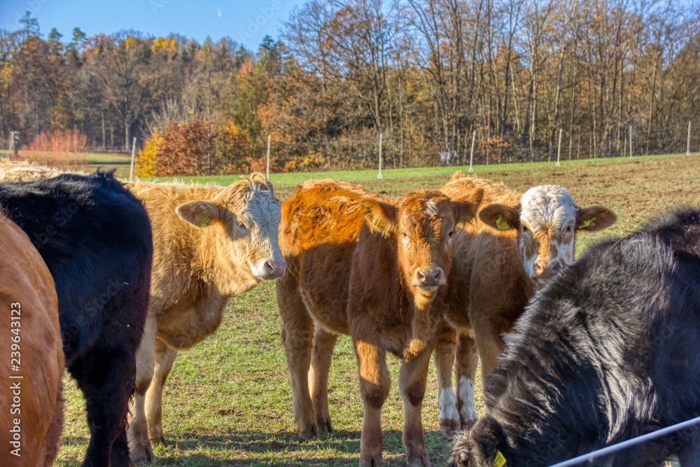 Old breeds of cow cattle being kept in a meadow. Organic farming. foto ...