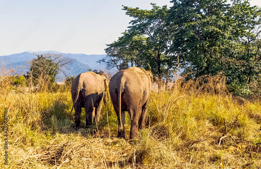 Indian elephant (Elephas maximus indicus) is one of three recognized ...