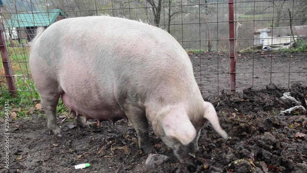 Domestic pig searching for food in mud. Sow pig. Hog digging soil on a ...
