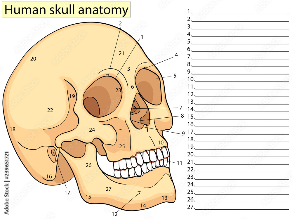Medical Education Chart of Biology Human Skull Diagram. Raster. Front ...