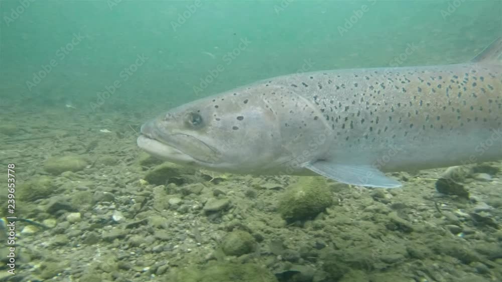 Freshwater fish Common huchen (Hucho hucho) in the beautiful clean ...