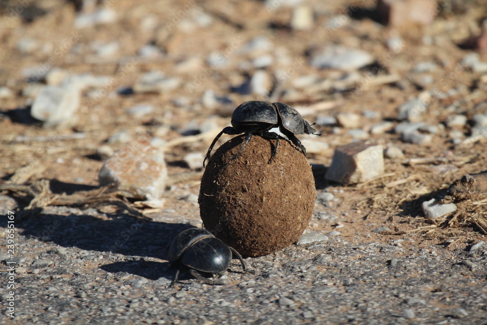 Dung Beetles on Elephant Poop Stock Photo | Adobe Stock