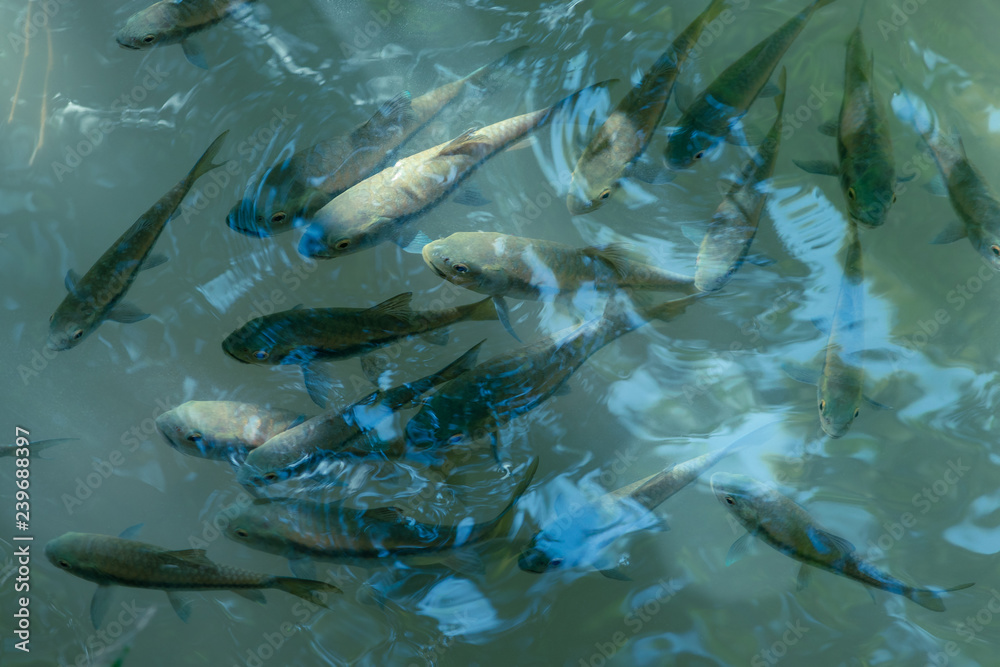 Overhead view and shade of Neolissochilus stracheyi. Many fish swimming ...