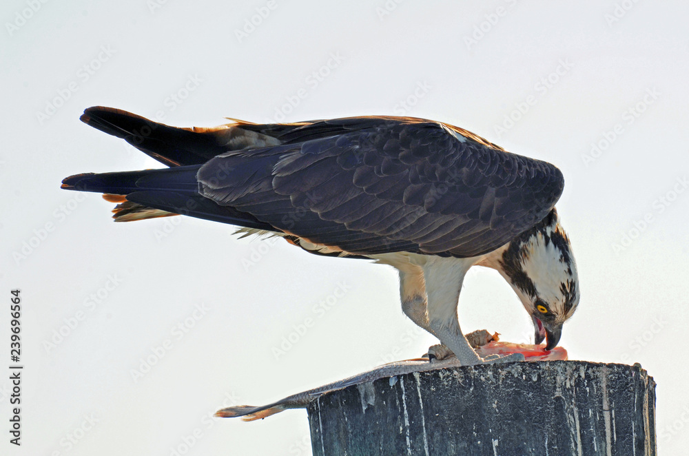 Detailed close up from lower angle of osprey, or sea hawk with talon ...