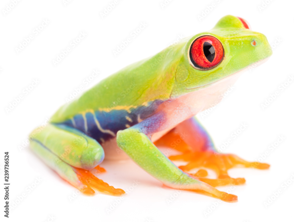 Agalychnis callidryas or the red eyed monkey tree frog, from the rain ...