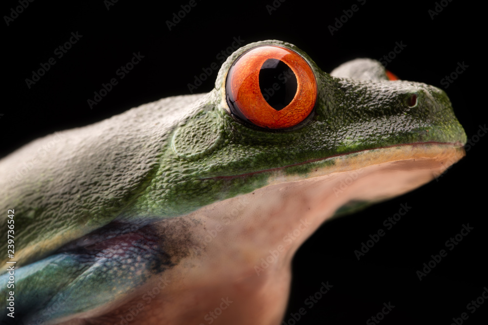 Eye of the red eyed tree frog, Agalychnis callydrias or monkey treefrog ...