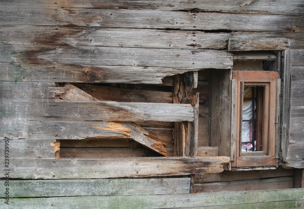 Wooden building ruins, wall damage with fungus. The rot of construction ...