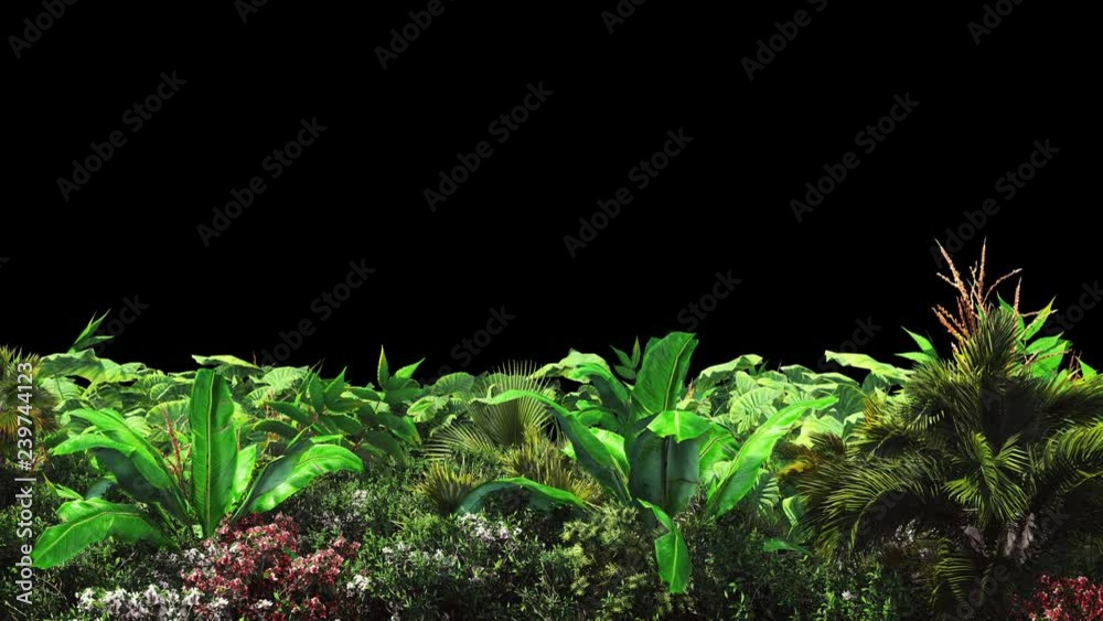 Tropical plants in the wind.With alpha channel. Codec-PNG Alpha ...