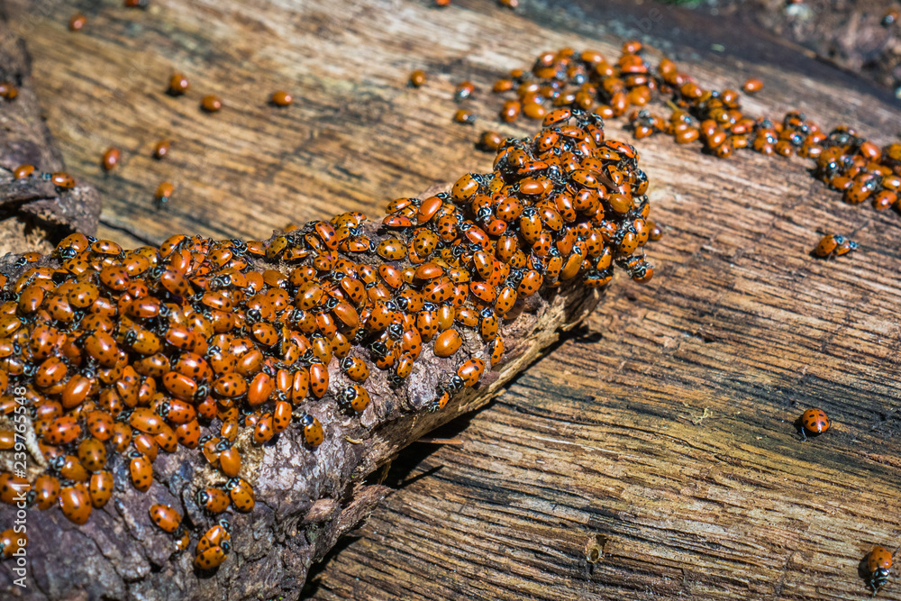 A swarm of ladybugs; Yearly these insects migrate to the forests of ...