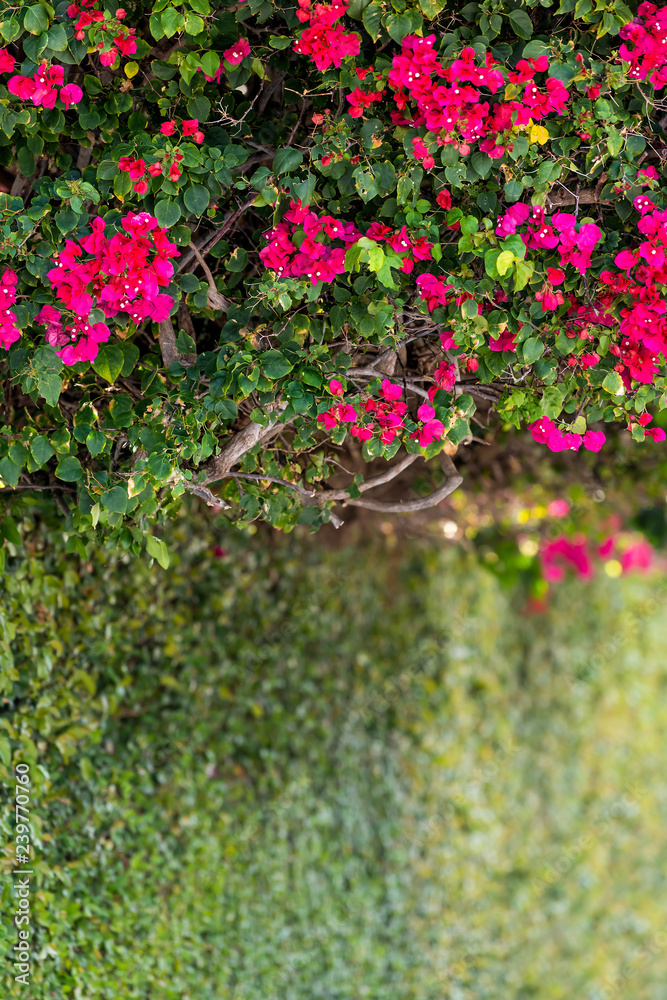 Florida Keys Plants And Flowers | Best Flower Site