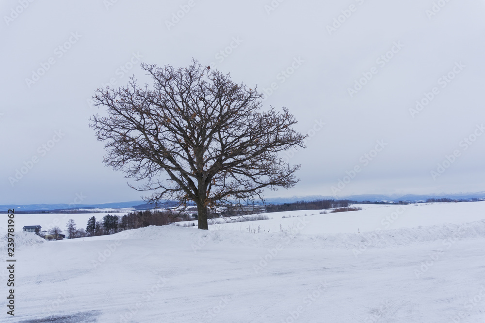 Seven Star tree in Biei, Hokkaido, Japan Stock Photo | Adobe Stock