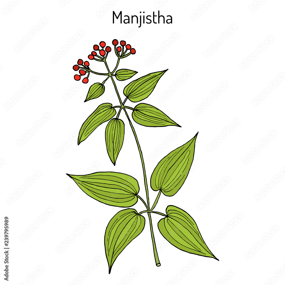 Manjistha Rubia cordifolia , or Indian madder, medicinal plant Stock ...
