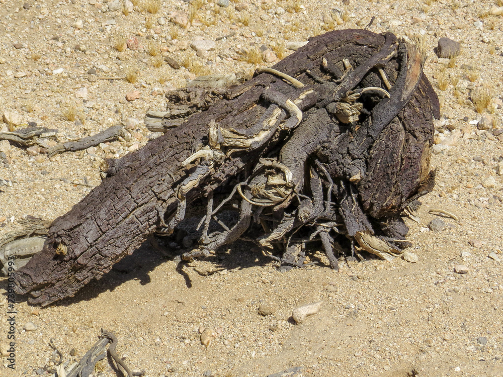 Weathered ancient tree stump dried out in the desert Stock Photo ...