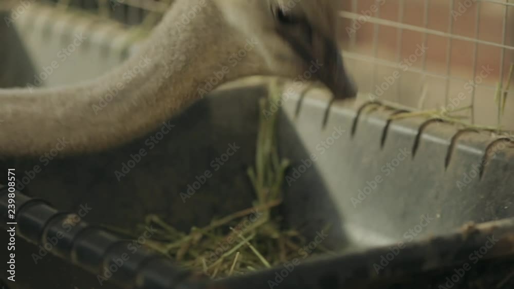 ostrich farm young ostriches in a closed aviary feeding Stock ビデオ ...