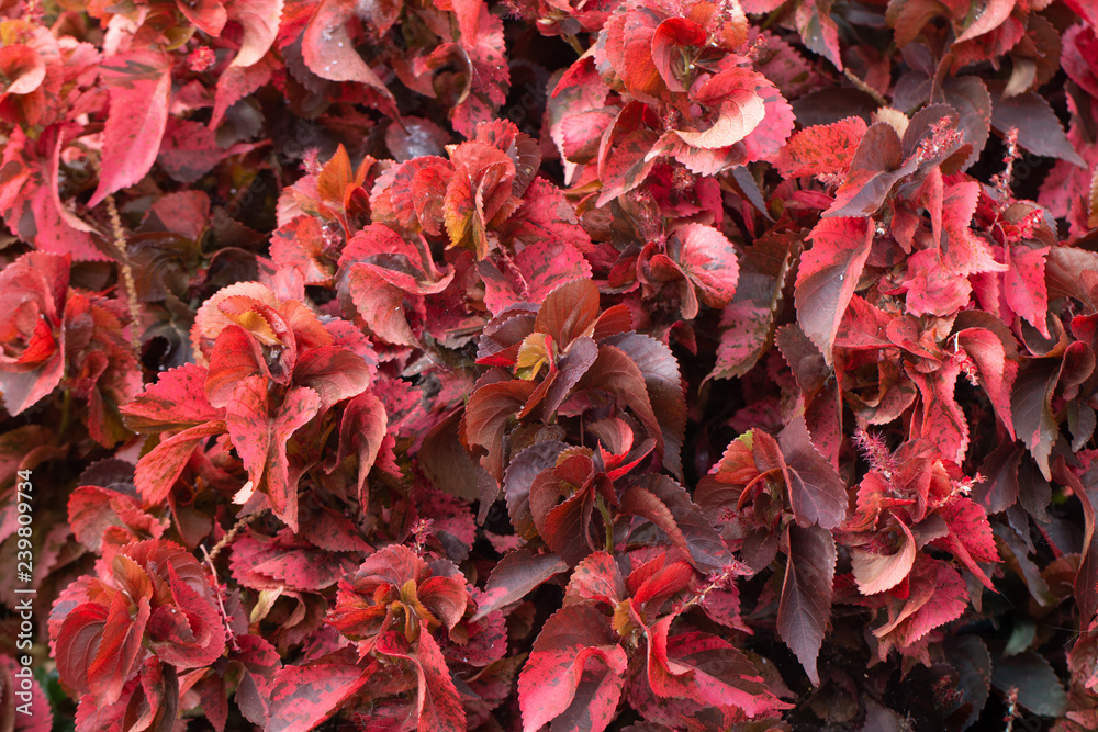 Acalypha Wilkesiana Copper Leaf