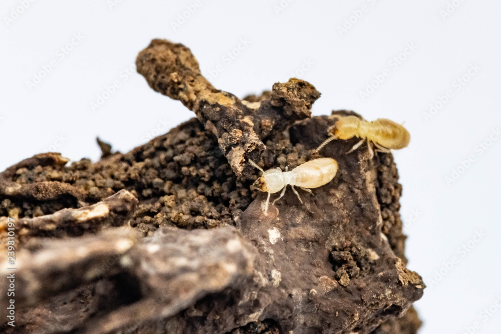 Close up Termite and texture and structure the termite nests in ...