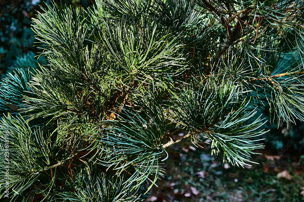 A branch of Japanese pine Pinus parviflora Glauca against the backdrop ...