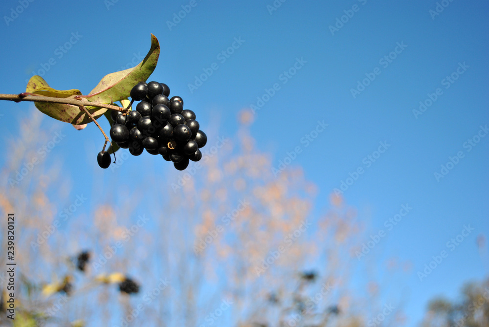 Foto de Ligustrum vulgare (wild privet, common privet, European privet ...